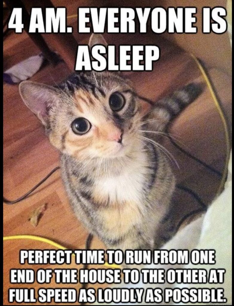 25 Funny Cat Memes - Live One Good Life 25 Funny Cat Memes - Live One Good Life