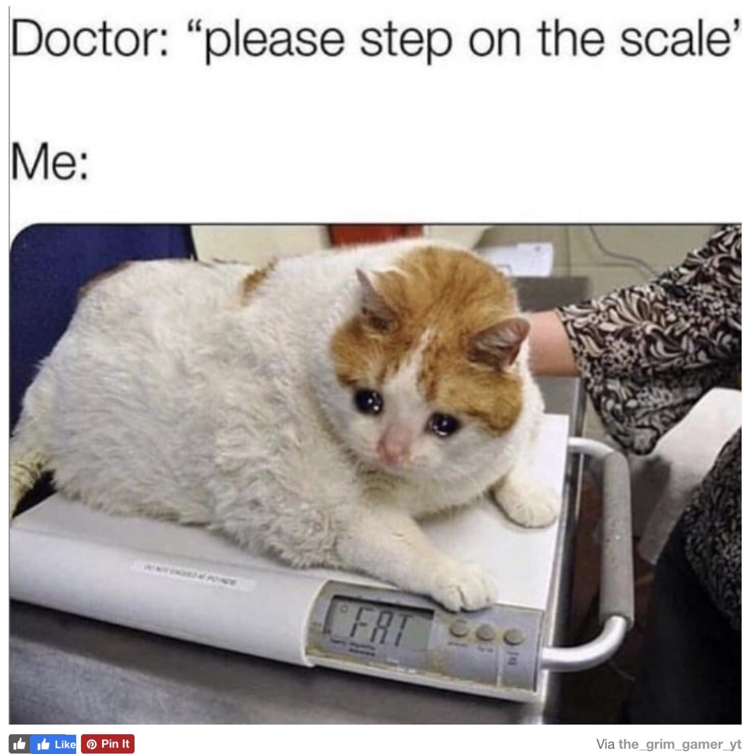 30 Clean Funny Animal Memes 2021 - Live One Good Life
