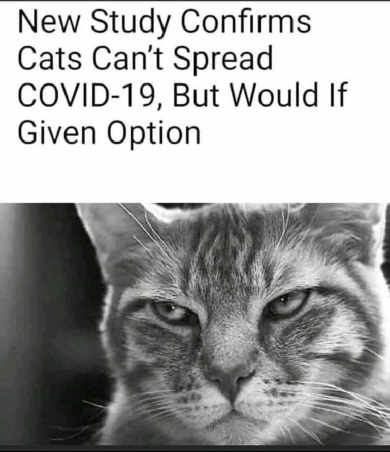 30 Clean Funny Animal Memes 2021 - Live One Good Life