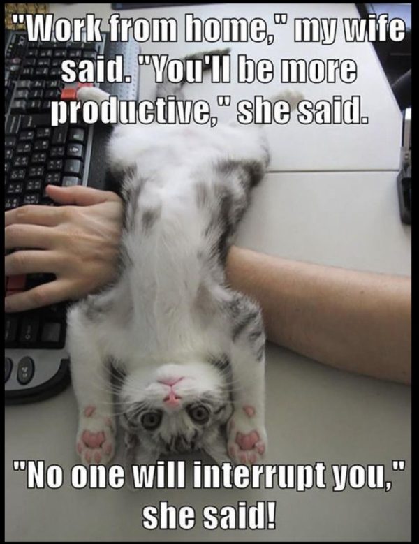 30 Clean Funny Animal Memes 2021 - Live One Good Life