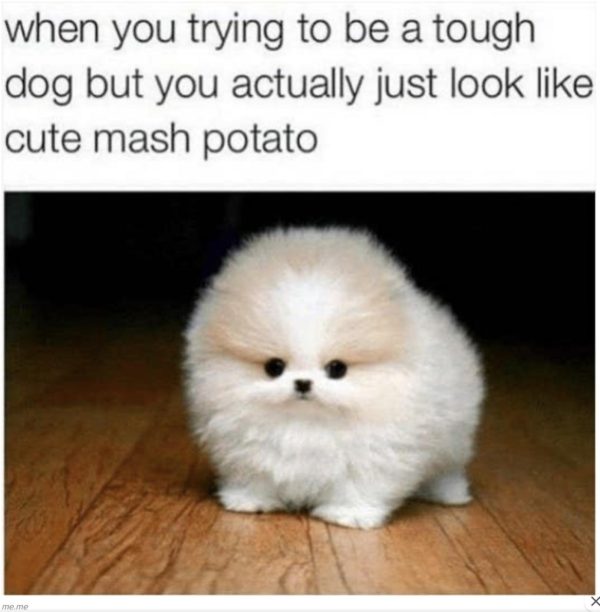 30 Clean Funny Animal Memes 2021 - Live One Good Life
